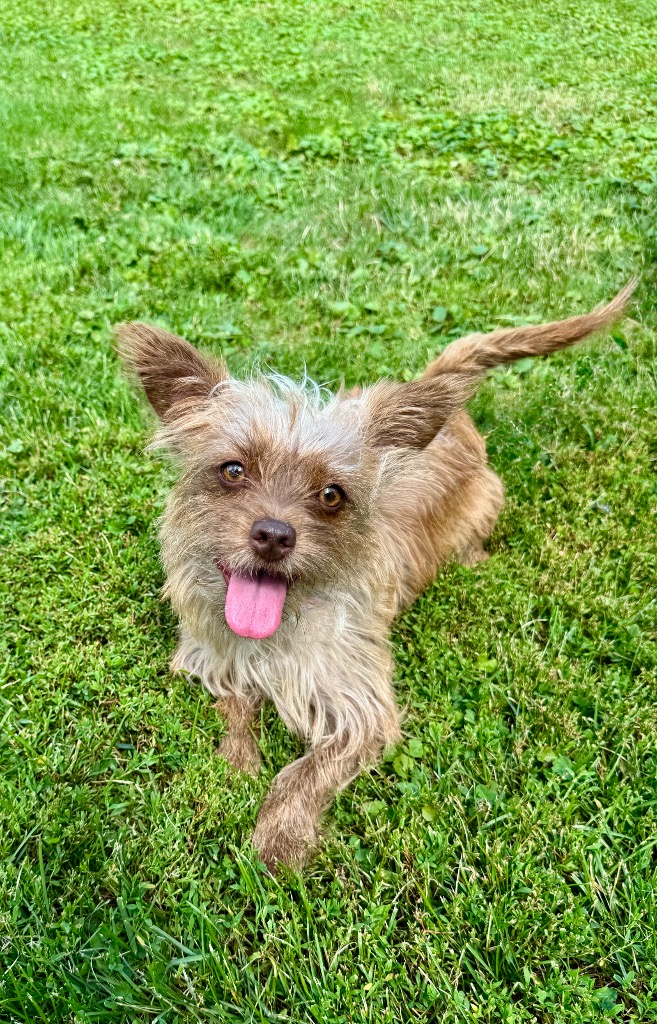 Adoptable Dogs – Will County Humane Society